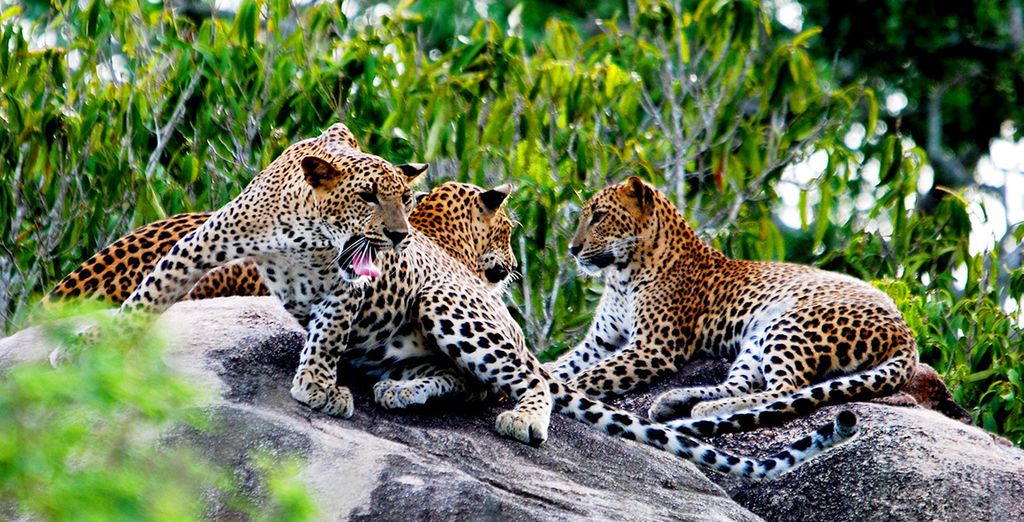 Il était une fois Le Sri Lanka - 10 jours/9 nuits Voyage Privé : jusqu ...