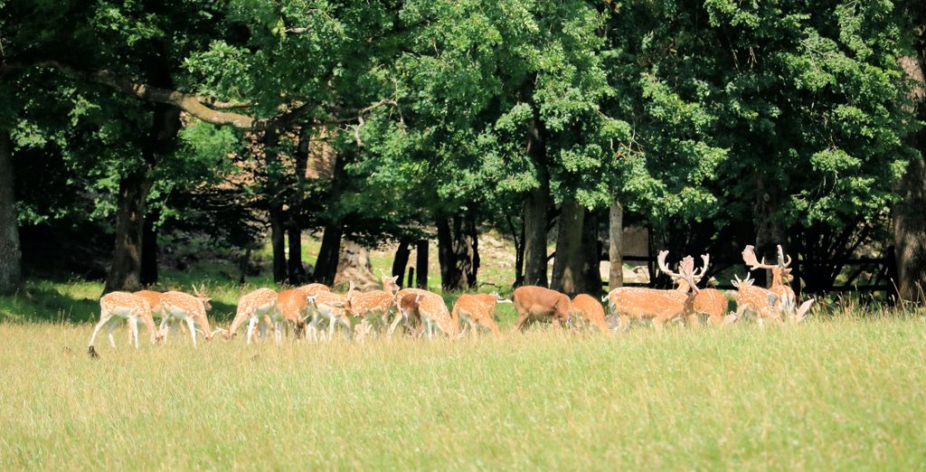 Mercure Han-sur-Lesse 4* - Han-sur-Lesse - Tot -70% | Voyage Privé