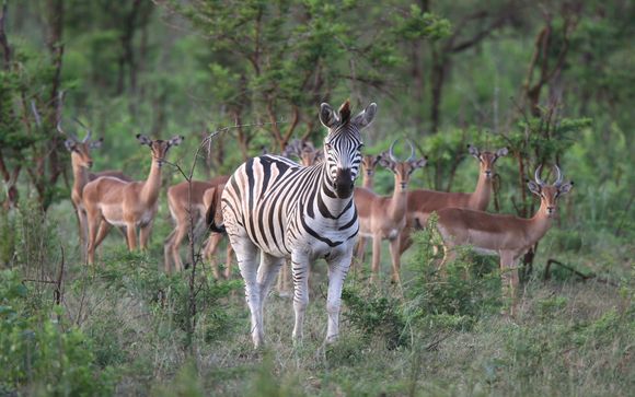 7, 8, 9 or 10-Night Tour in Falaza Game Park - South Africa - Up to 70% ...